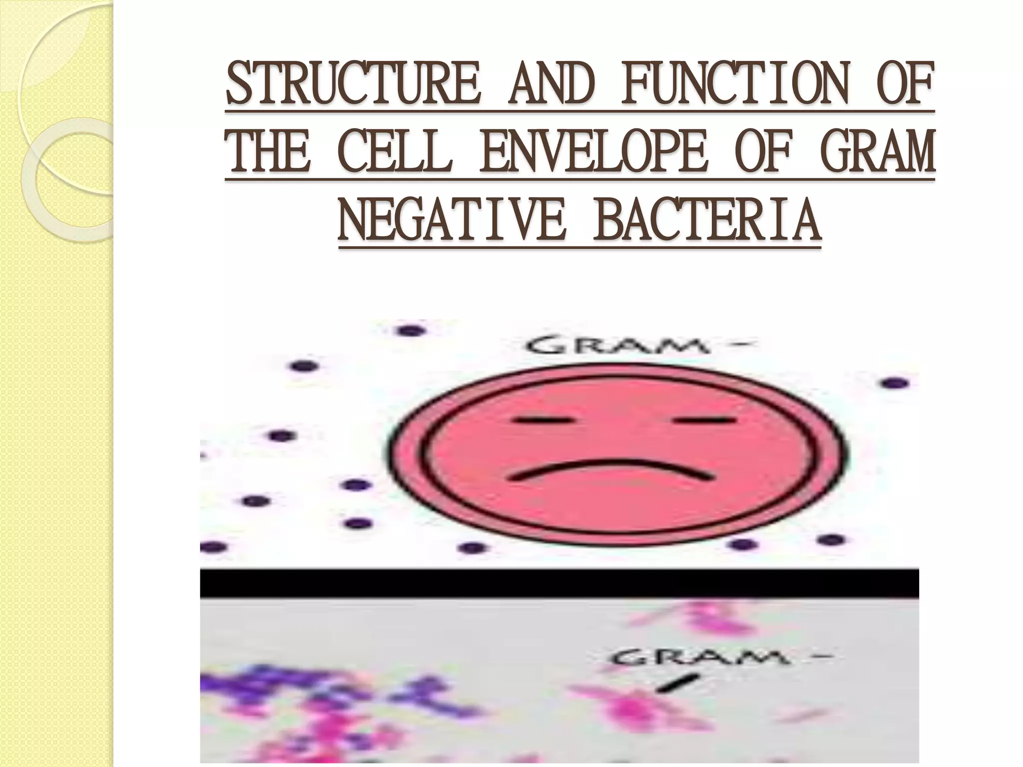 structure and function of the cell envelope of gram negative bacteria ...