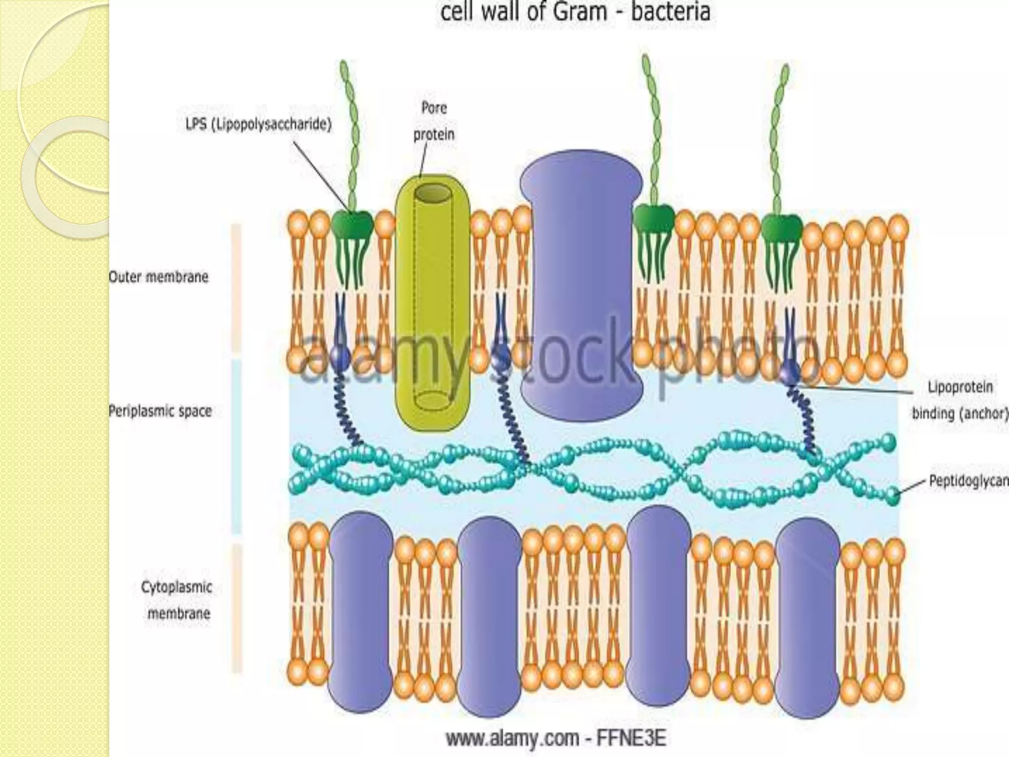 structure and function of the cell envelope of gram negative bacteria ...