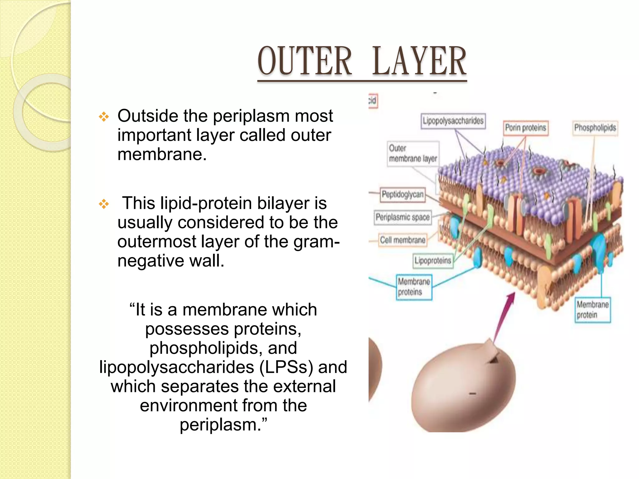 structure and function of the cell envelope of gram negative bacteria ...