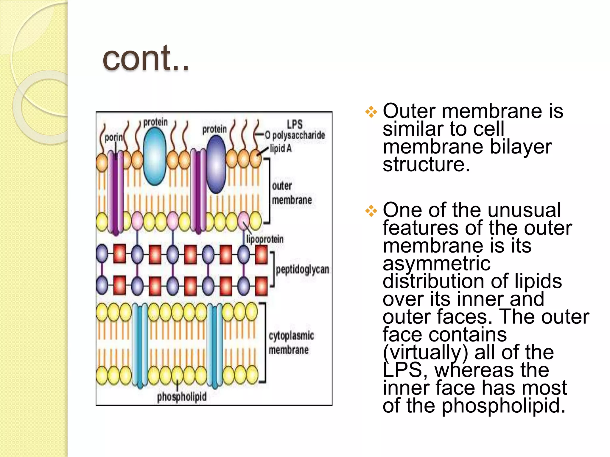 structure and function of the cell envelope of gram negative bacteria ...