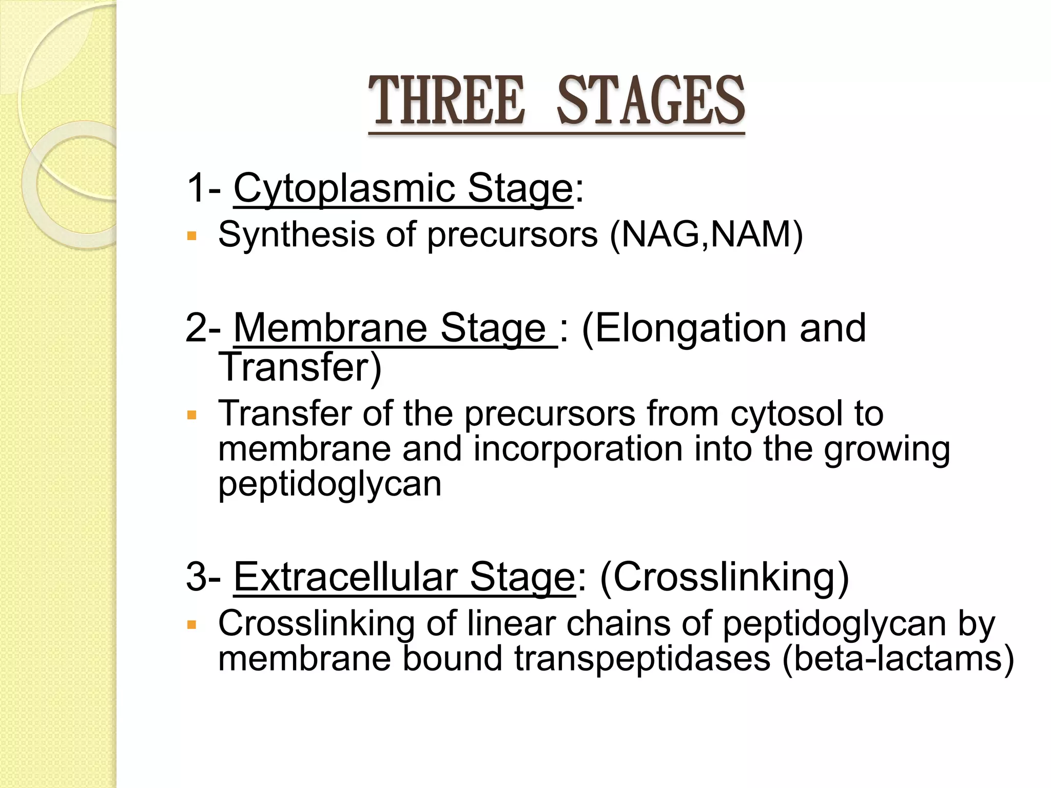 structure and function of the cell envelope of gram negative bacteria ...