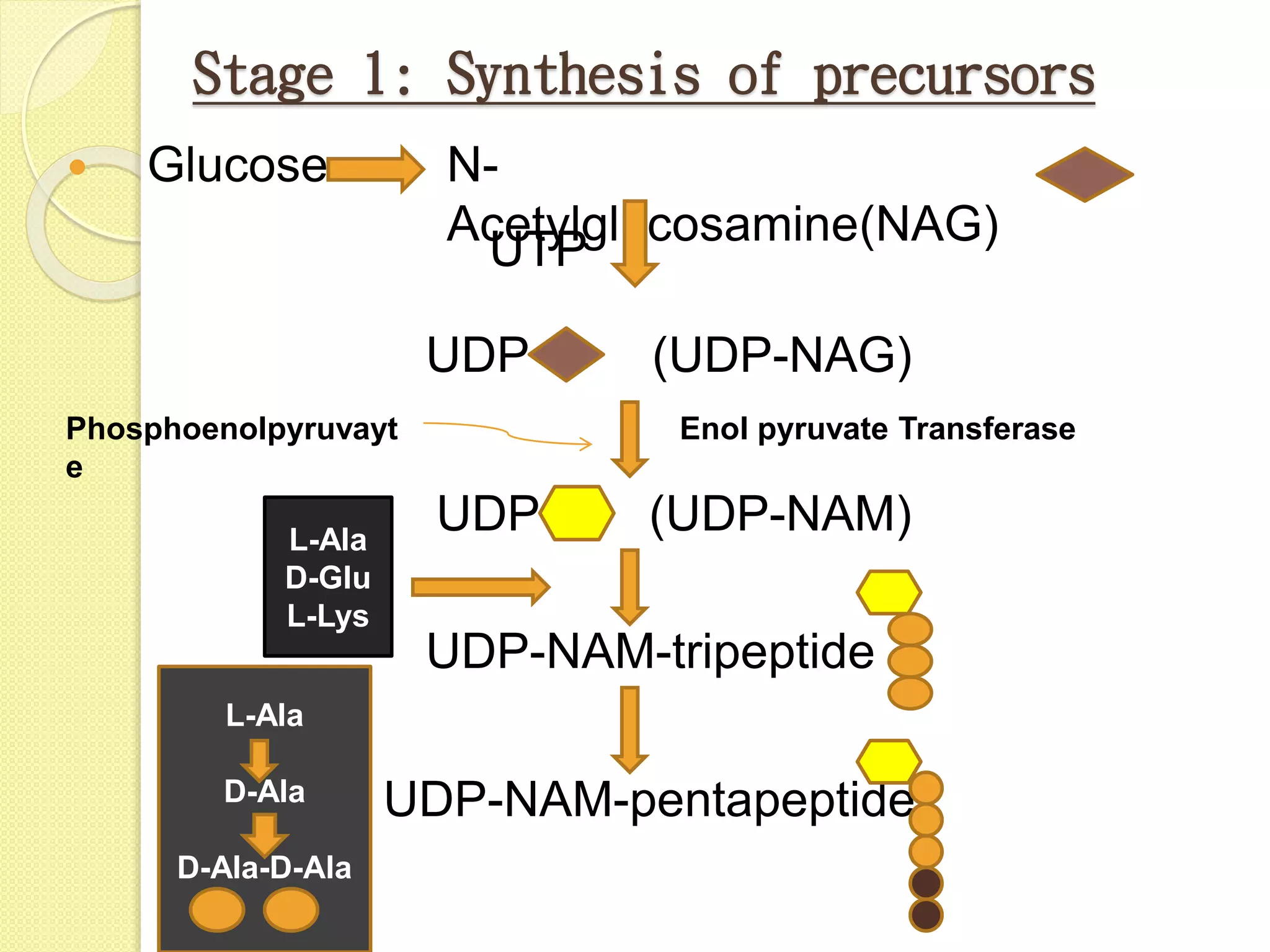 structure and function of the cell envelope of gram negative bacteria ...