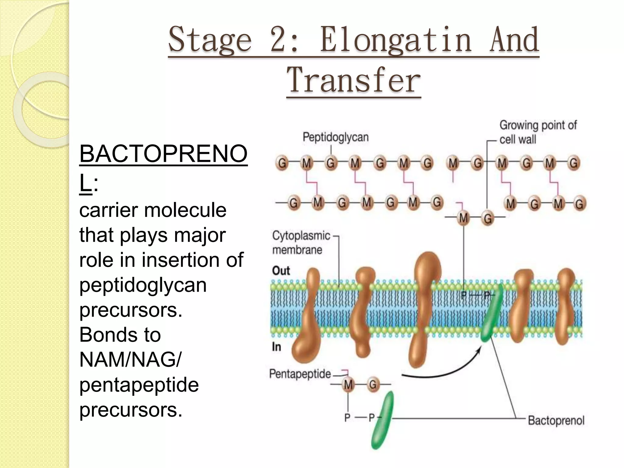 structure and function of the cell envelope of gram negative bacteria ...