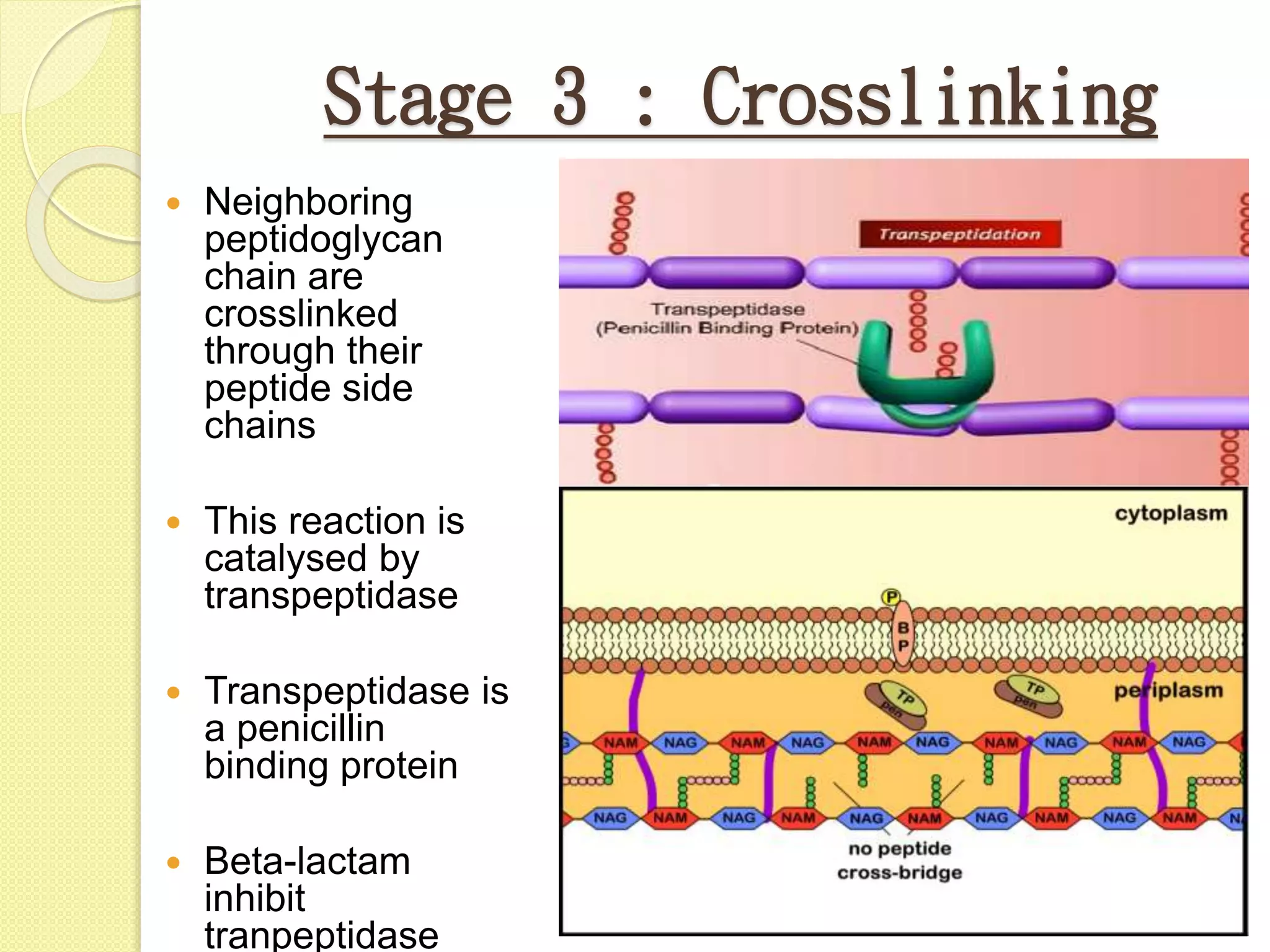 structure and function of the cell envelope of gram negative bacteria ...