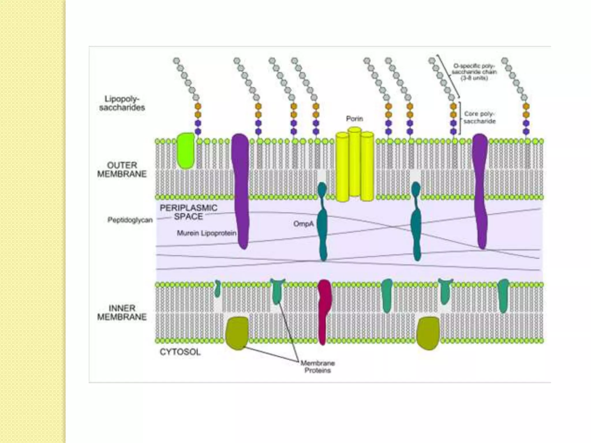 structure and function of the cell envelope of gram negative bacteria ...