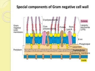 structure and function of the cell envelope of gram negative bacteria ...