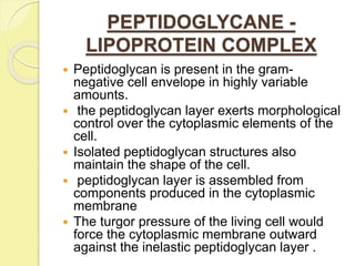 structure and function of the cell envelope of gram negative bacteria ...