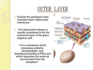 structure and function of the cell envelope of gram negative bacteria ...
