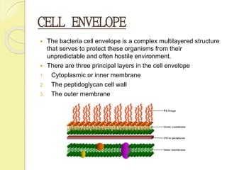 structure and function of the cell envelope of gram negative bacteria ...