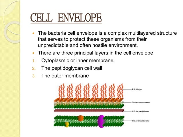 structure and function of the cell envelope of gram negative bacteria ...