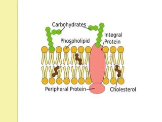 structure and function of the cell envelope of gram negative bacteria ...