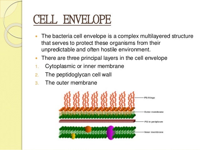 structure and function of the cell envelope of gram negative bacteria.