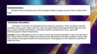 sensation and perception | PPT