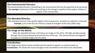 sensation and perception | PPT