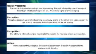 sensation and perception | PPT
