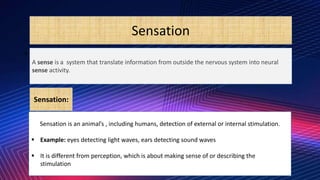 sensation and perception | PPT