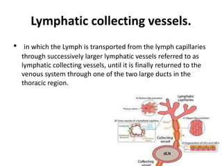 lymphatic system and lymph fluid | PPTX