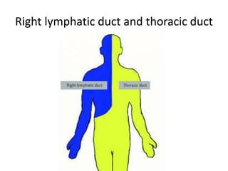 lymphatic system and lymph fluid | PPT