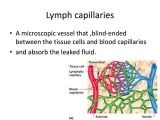 lymphatic system and lymph fluid | PPT