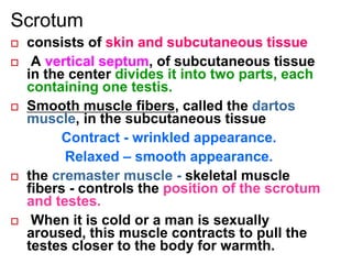 MALE REPRODUCTIVE SYSTEM - Anatomy & Physiology | PPT