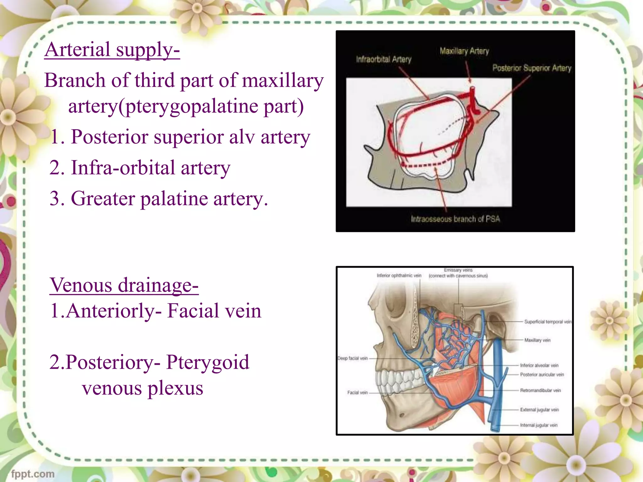 maxillary sinus seminar | PPTX