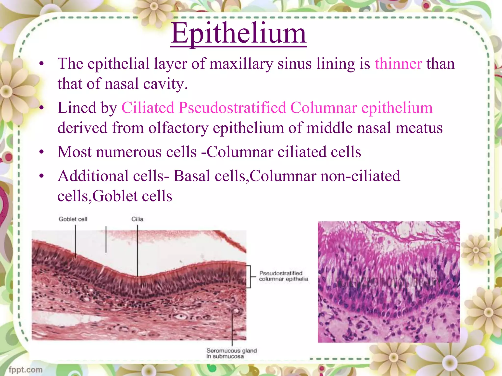 maxillary sinus seminar | PPTX
