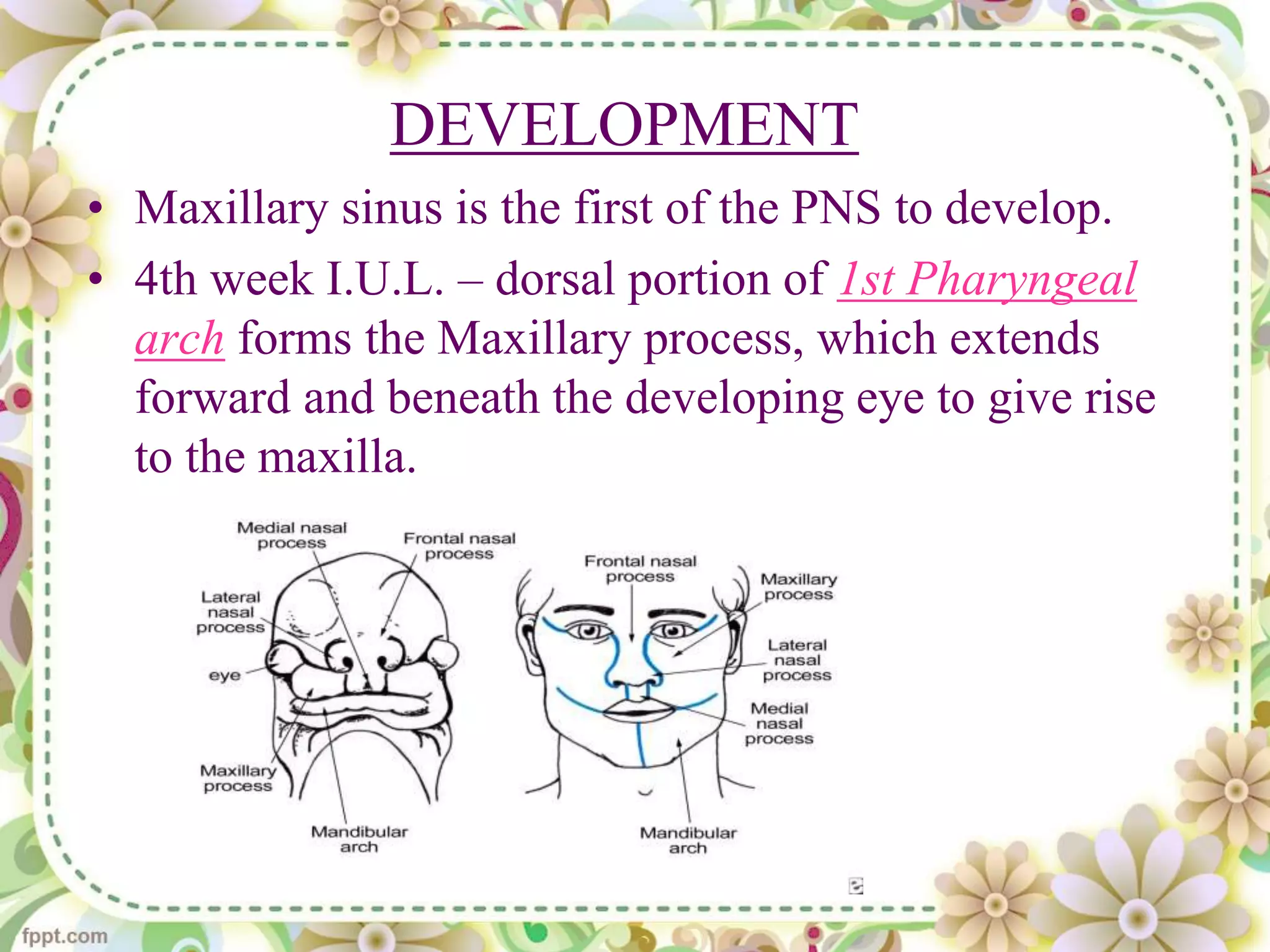 Maxillary Sinus Seminar Ppt