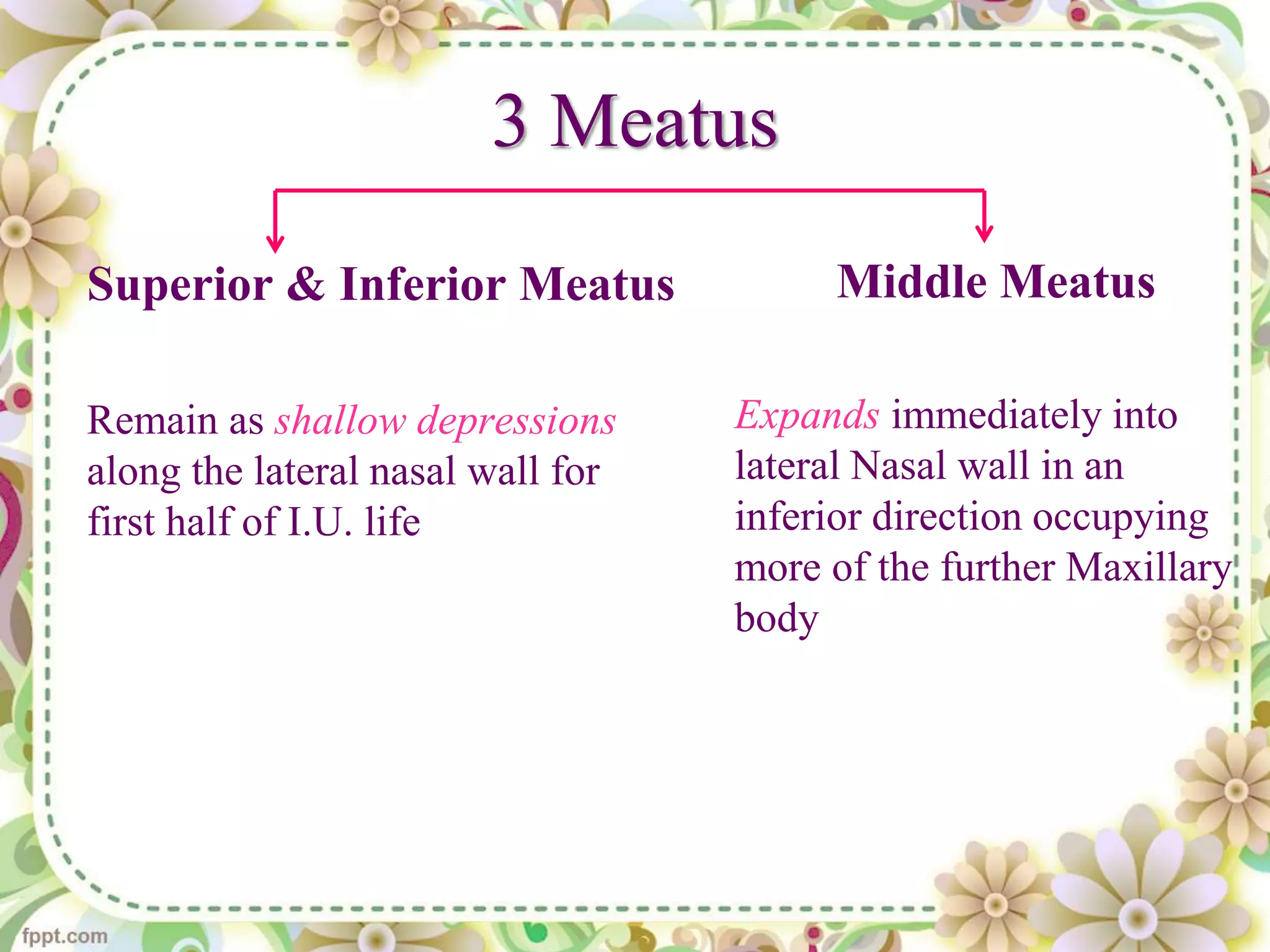Maxillary Sinus Seminar Ppt