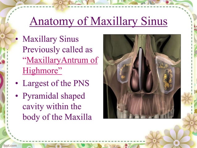 maxillary sinus seminar | PPTX | Ear, Nose and Throat Conditions ...