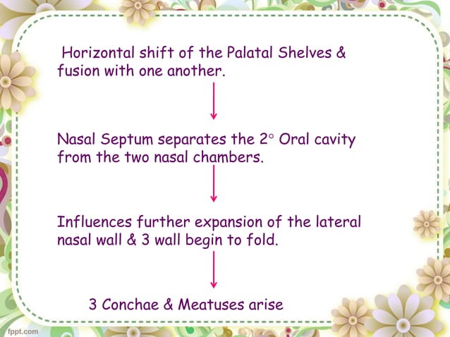 Maxillary Sinus Seminar Ppt