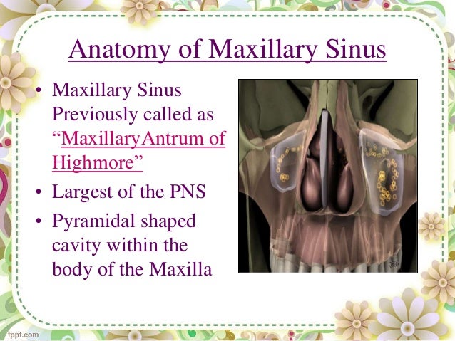 maxillary sinus seminar