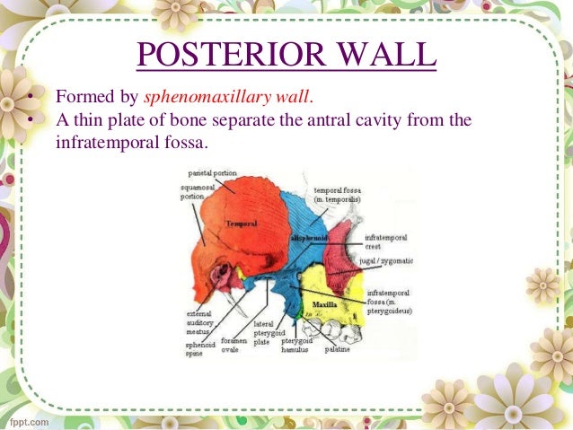 Maxillary Sinus Seminar