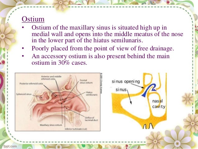 Maxillary Sinus Seminar