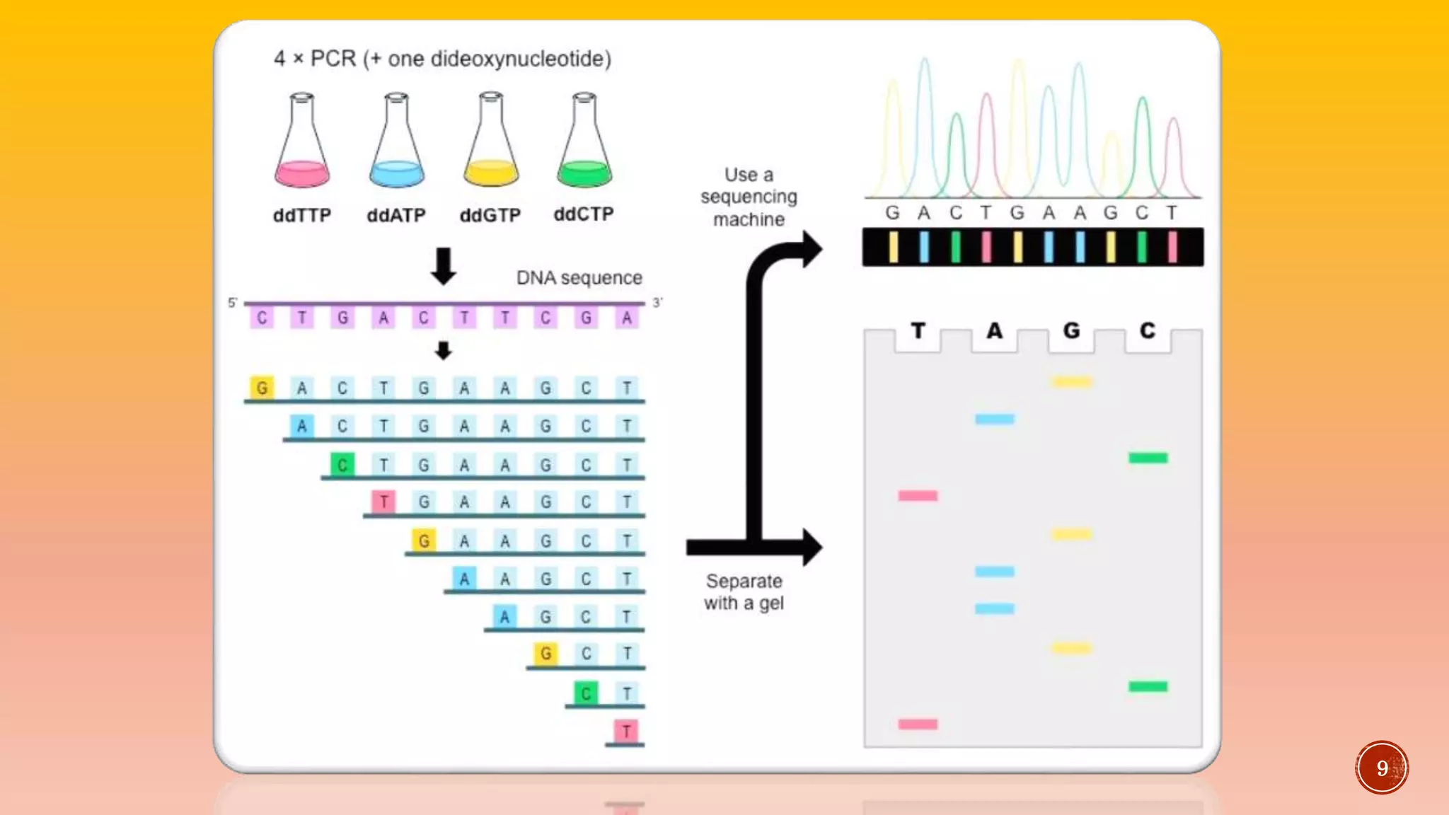 DNA SEQUENCING METHODS AND STRATEGIES FOR GENOME SEQUENCING | PPTX