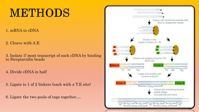 DNA SEQUENCING METHODS AND STRATEGIES FOR GENOME SEQUENCING | PPTX ...