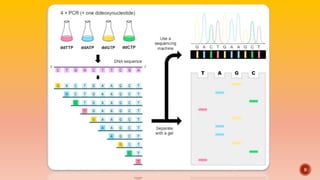 DNA SEQUENCING METHODS AND STRATEGIES FOR GENOME SEQUENCING | PPTX