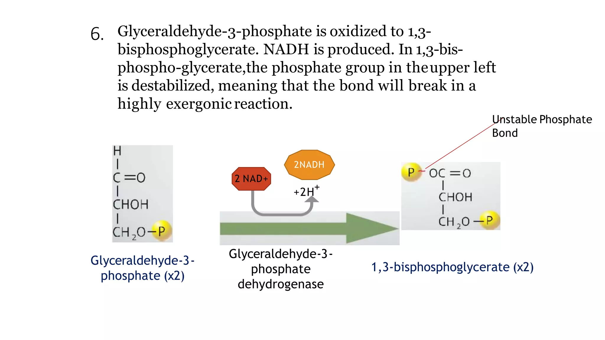 Metabolism of Carbohydrates | PPTX