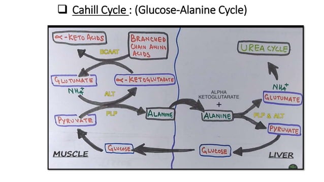 Metabolism of Carbohydrates | PPTX