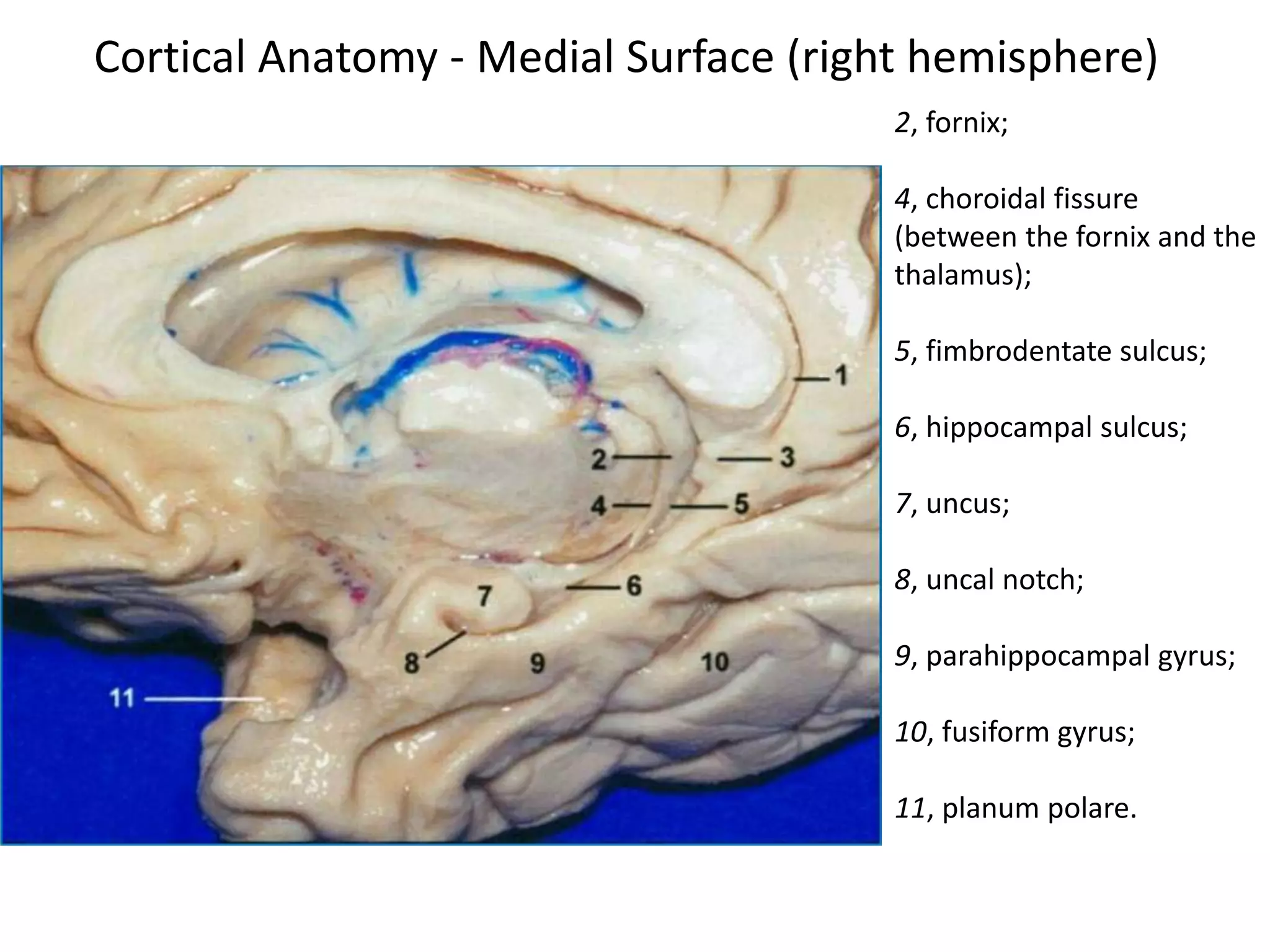 Final microsurgical anatomy of medial temporal lobe | PPTX