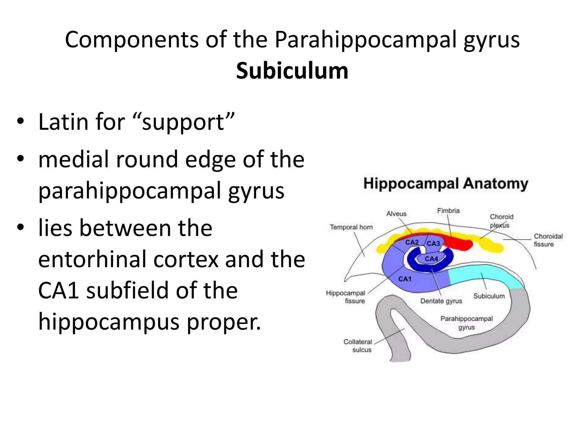Final microsurgical anatomy of medial temporal lobe | PPTX | Brain and ...