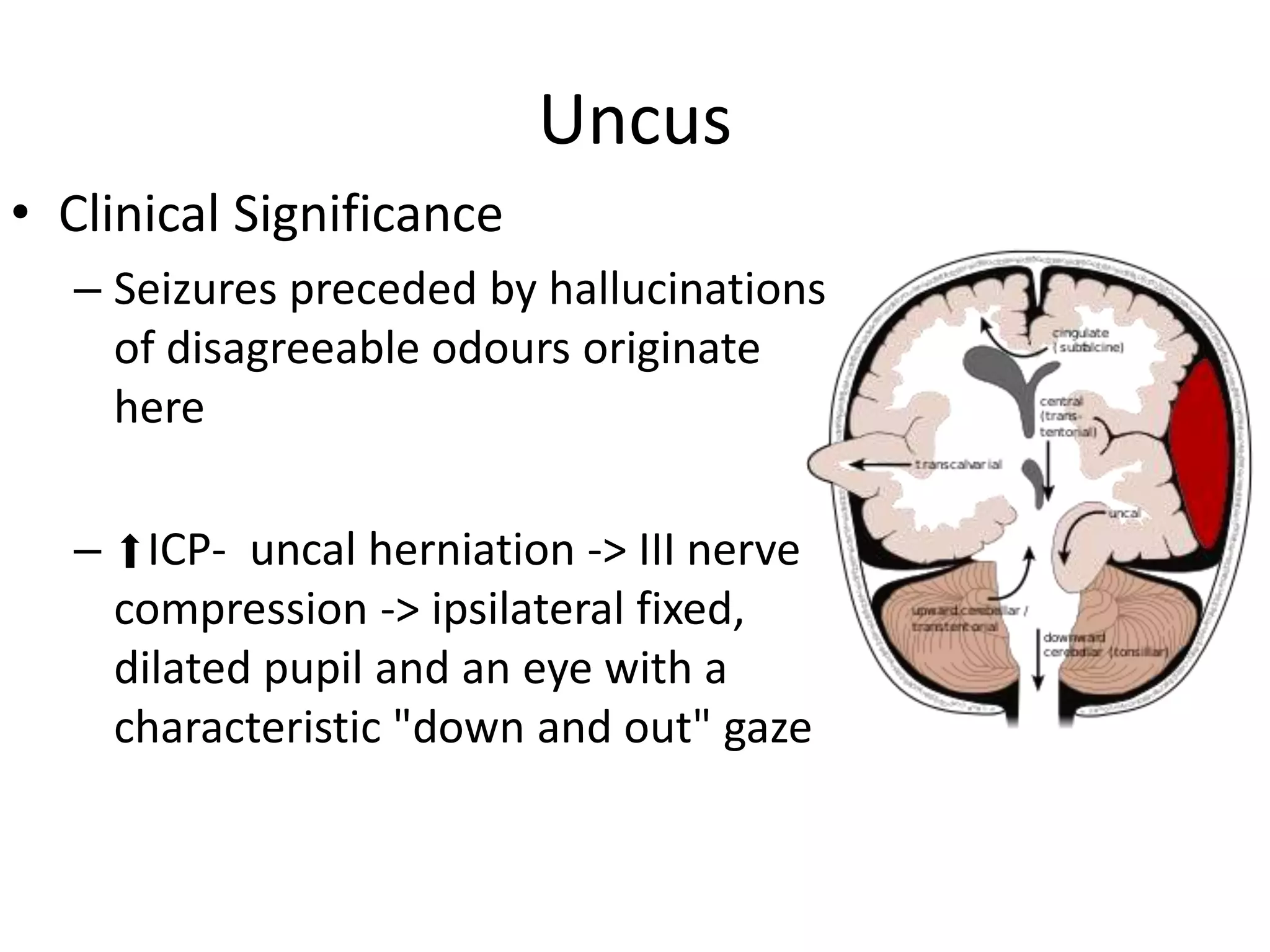Final microsurgical anatomy of medial temporal lobe | PPTX