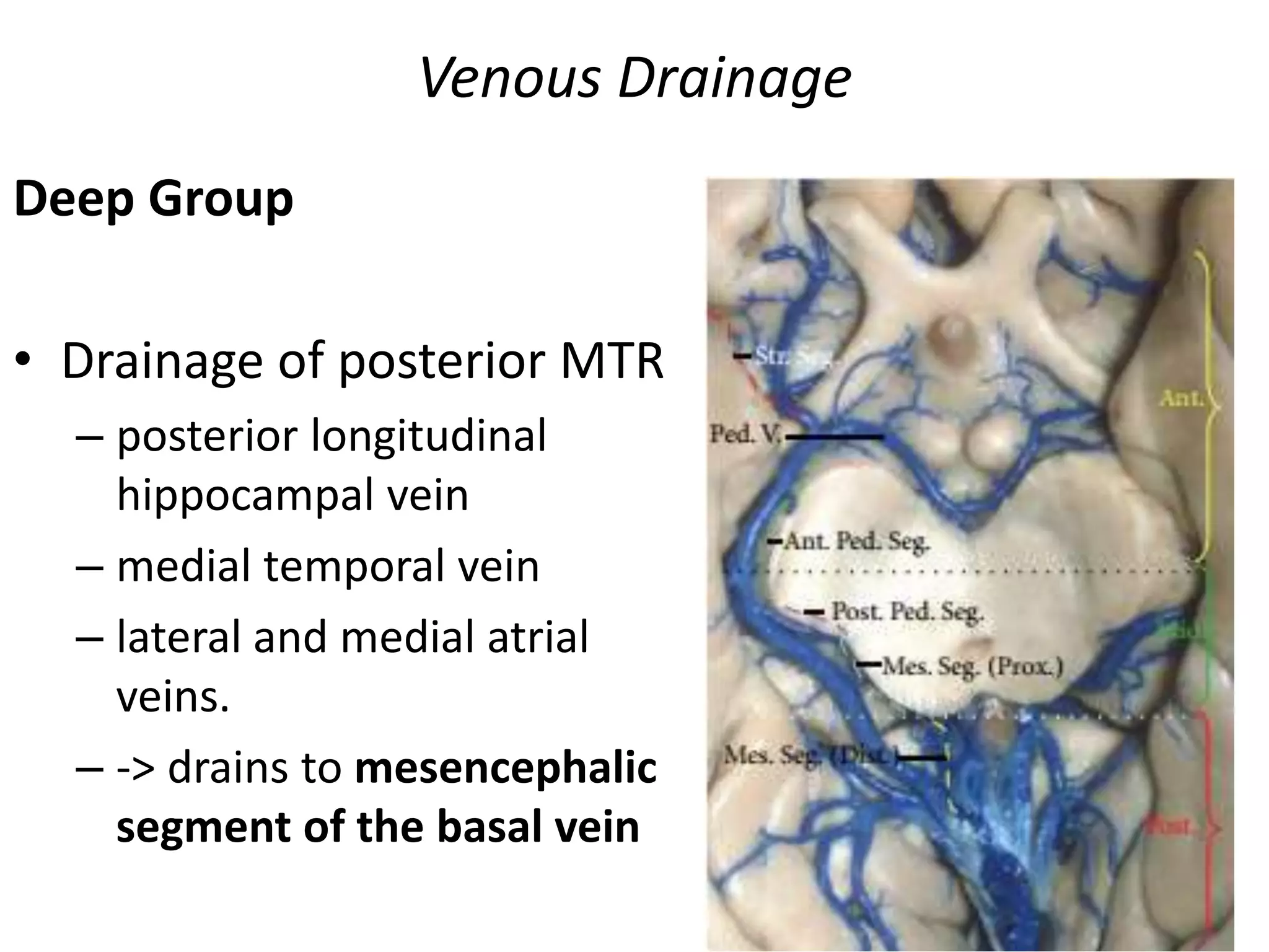 Final microsurgical anatomy of medial temporal lobe | PPTX