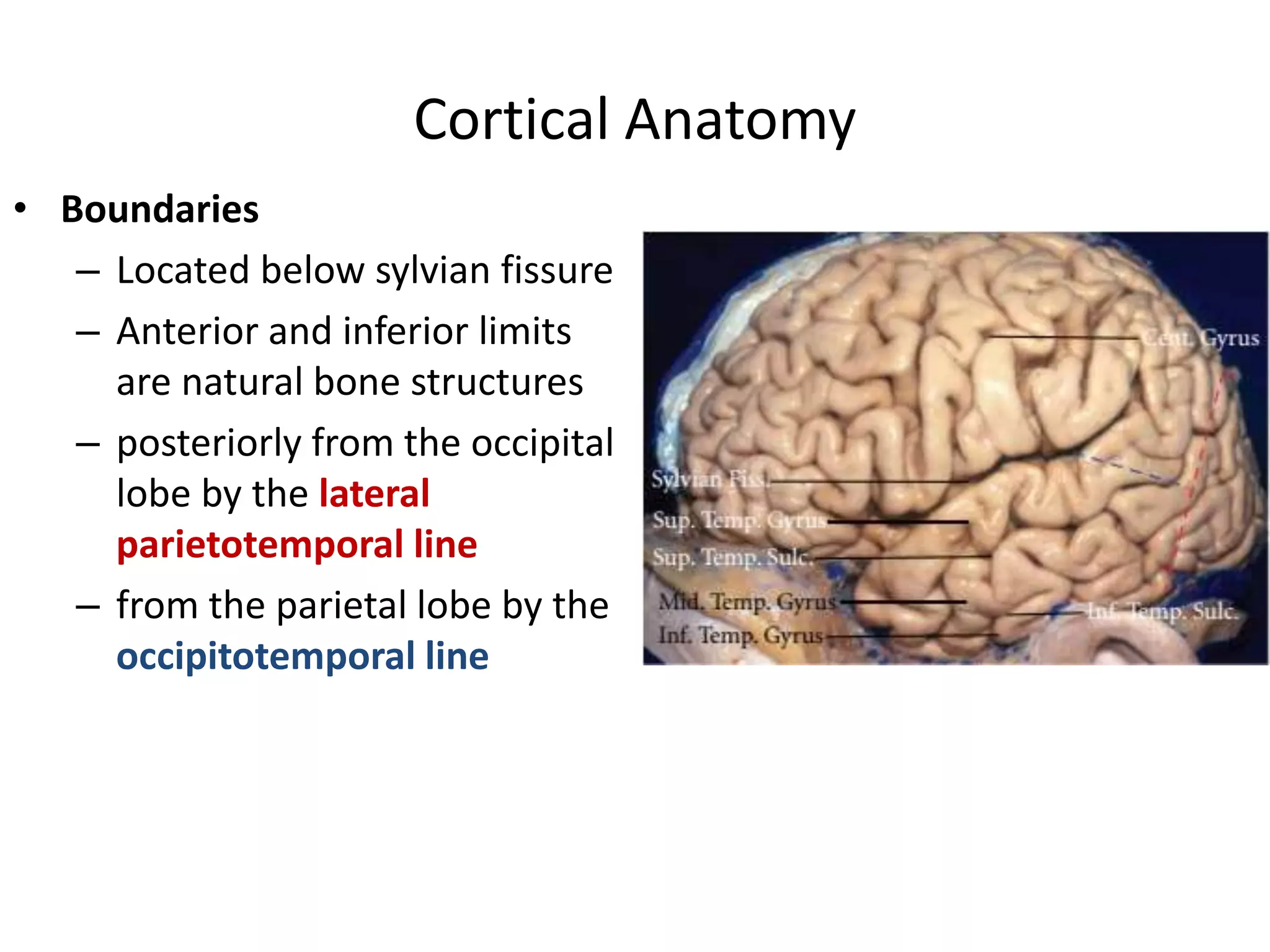 Final microsurgical anatomy of medial temporal lobe | PPTX