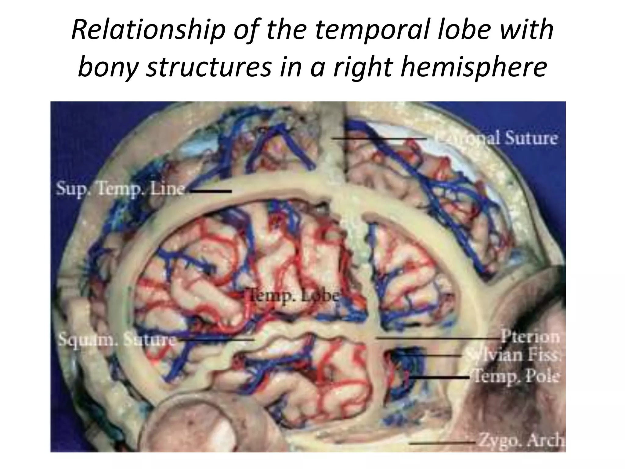 Final microsurgical anatomy of medial temporal lobe | PPTX