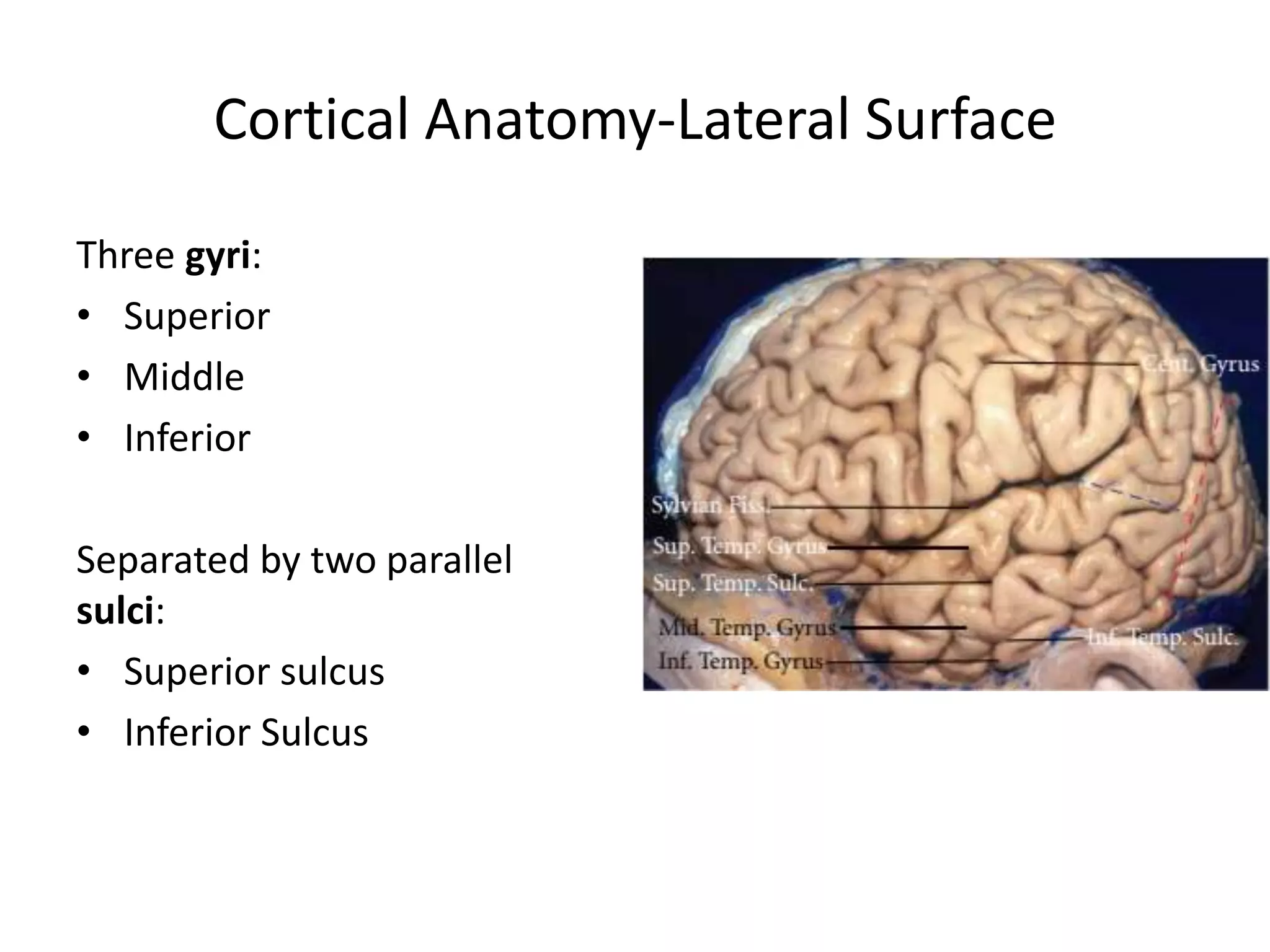 Final microsurgical anatomy of medial temporal lobe | PPTX