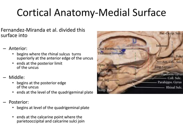 Final microsurgical anatomy of medial temporal lobe | PPTX | Brain and ...