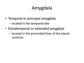 Final microsurgical anatomy of medial temporal lobe | PPTX