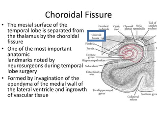 Final microsurgical anatomy of medial temporal lobe | PPT