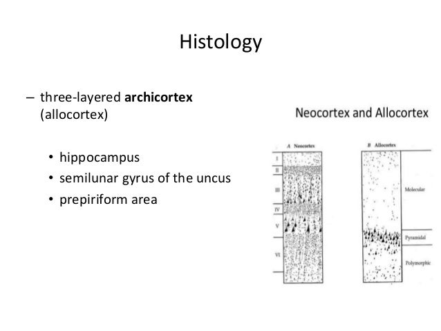 Final microsurgical anatomy of medial temporal lobe