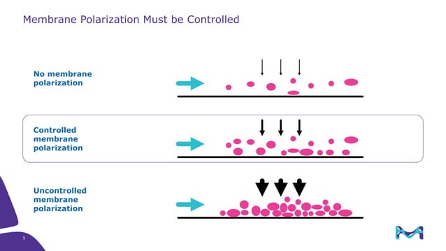 Optimization of Tangential Flow Filtration Applications and Scale Up ...